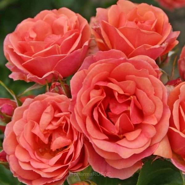 Red - miniature rose - no fragrance - Mandarin ® - Roses Online ...
