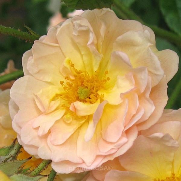 Yellow - rambler, rose - moderately intensive fragrance - Ghislaine de ...