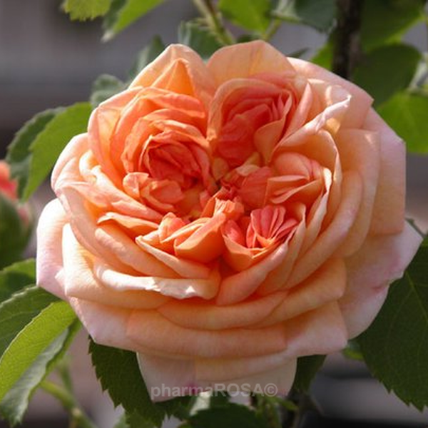 Yellow - rambler, rose - discrete fragrance - Alchymist® - Buy Roses ...